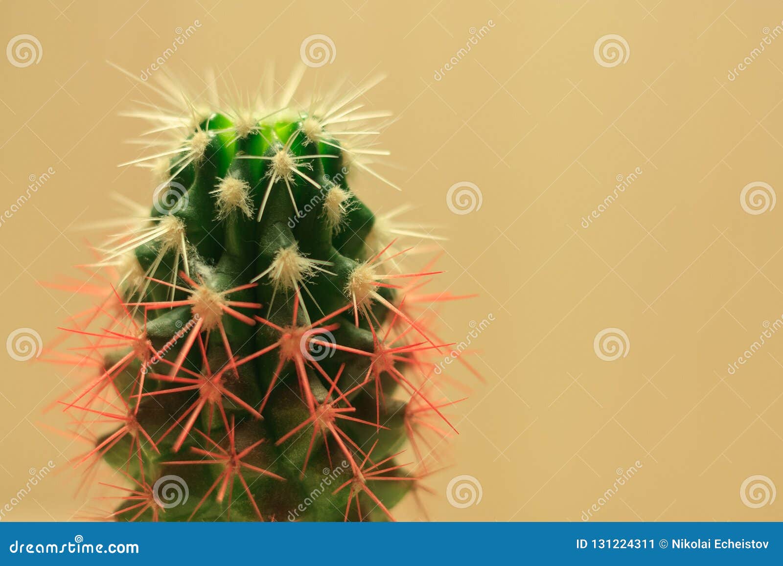 Green Cactus with White and Red Needles on a Beige Background Stock ...