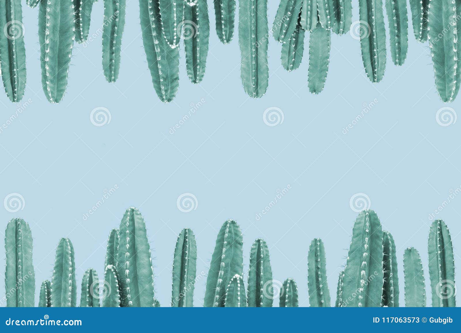 Green Cactus on Blue Background Stock Image - Image of green, minimal ...
