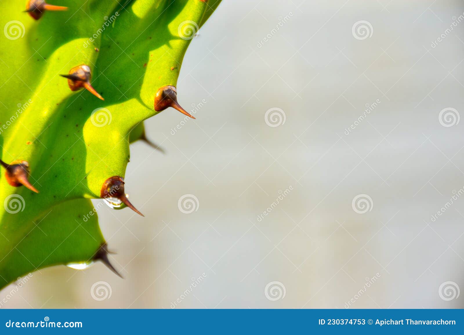 A Green Cactus Close Up with Sharp Spiky Needle Stock Image - Image of ...