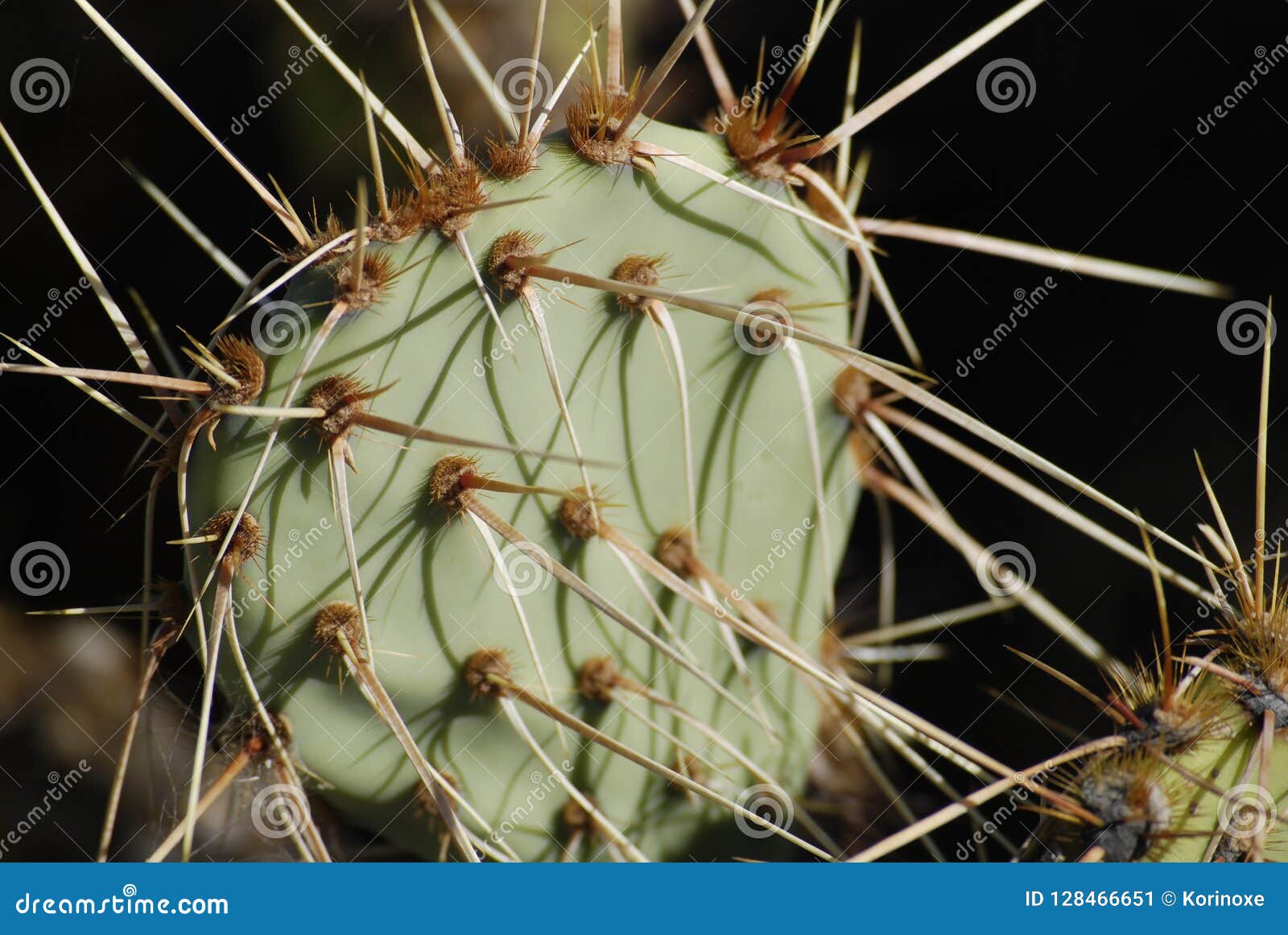 Sharp Spines On Cactus Royalty-Free Stock Photography | CartoonDealer ...