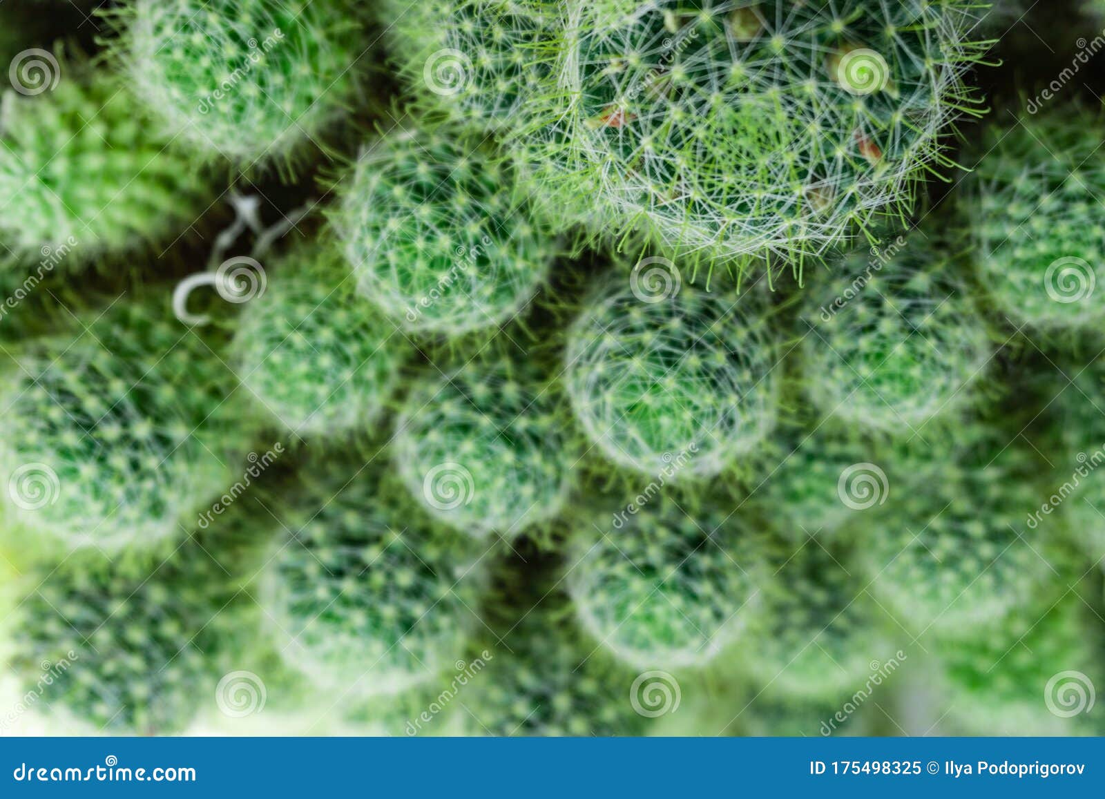 Green Cactus Closeup Background Texture Stock Image - Image of cacti ...