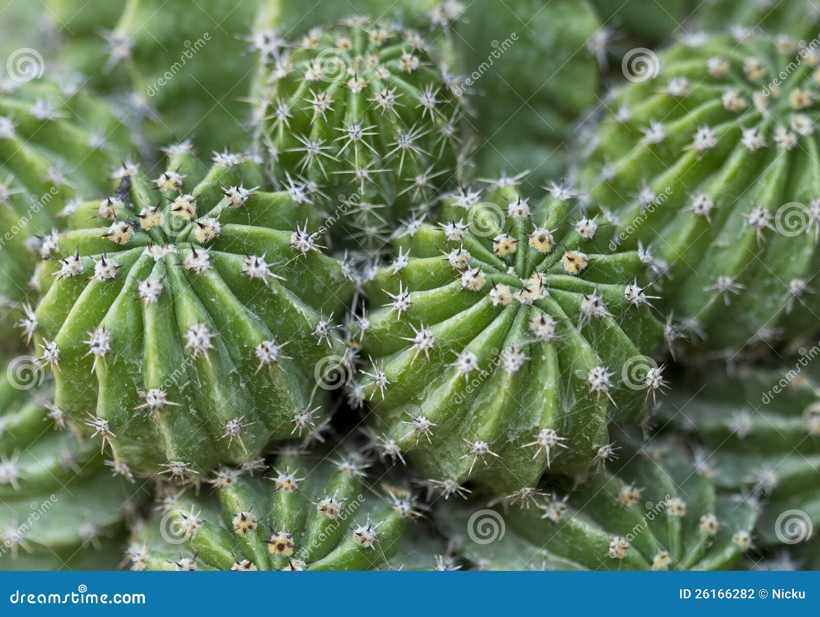 Green cactus detail stock photo. Image of tropical, macro - 26166282