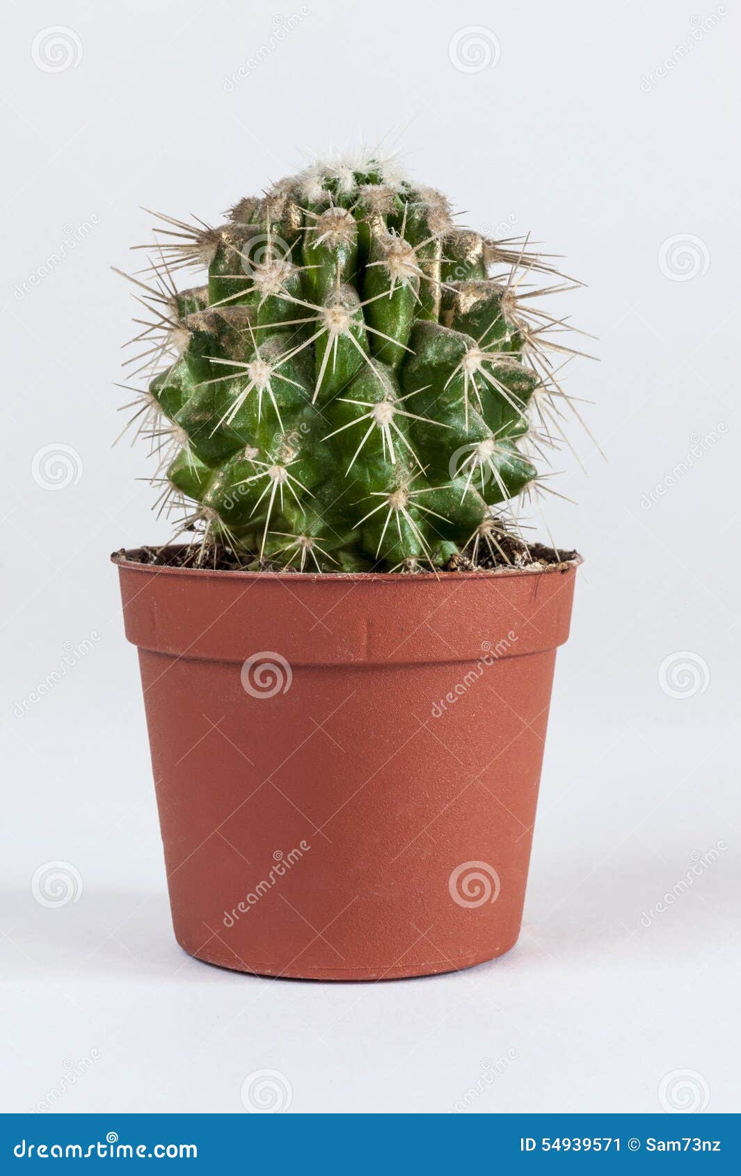 Green cactus in flower-pot stock image. Image of succulent - 54939571