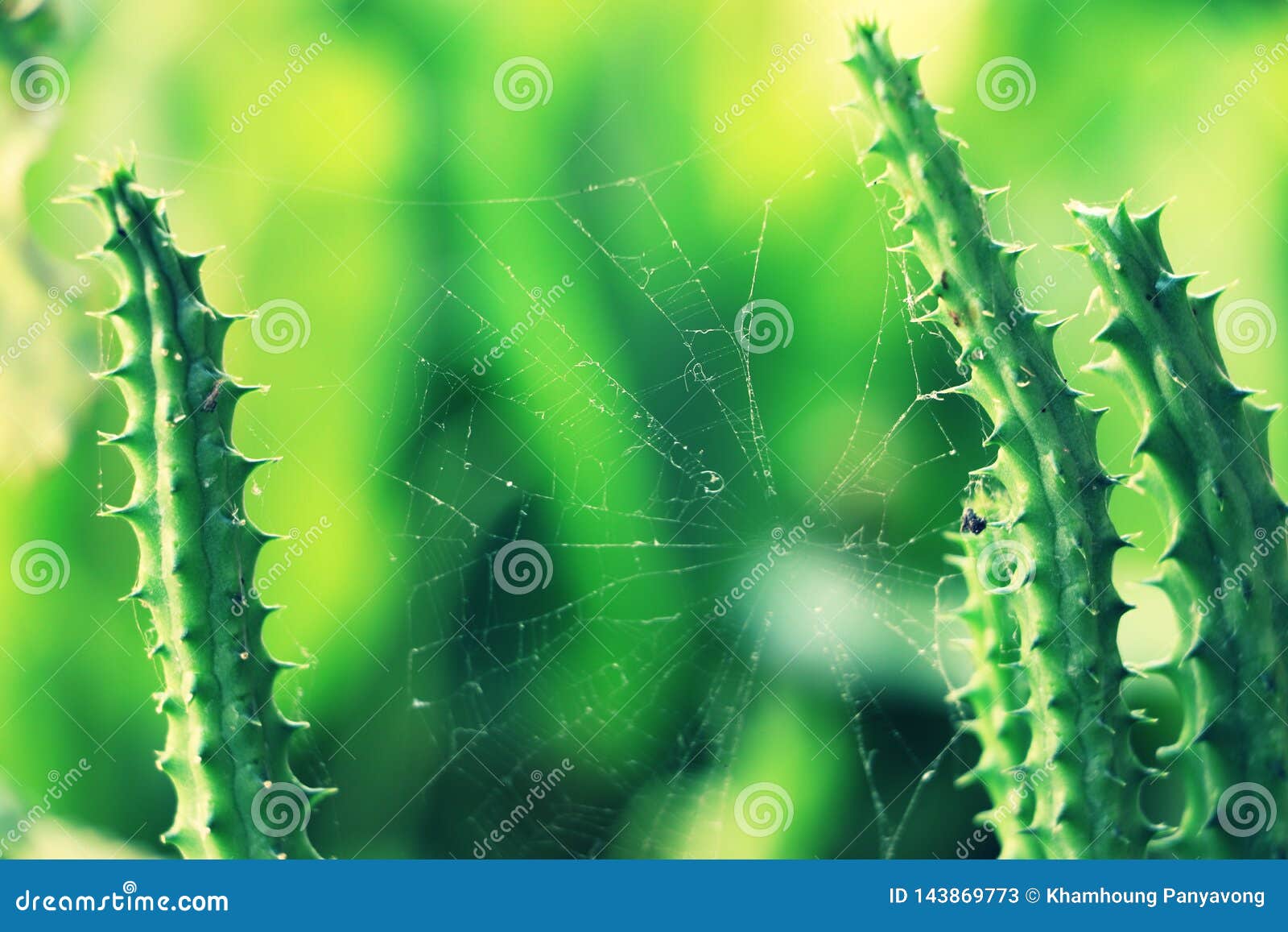 Green Cactus and Spider Web with Blurred Background Stock Image - Image ...