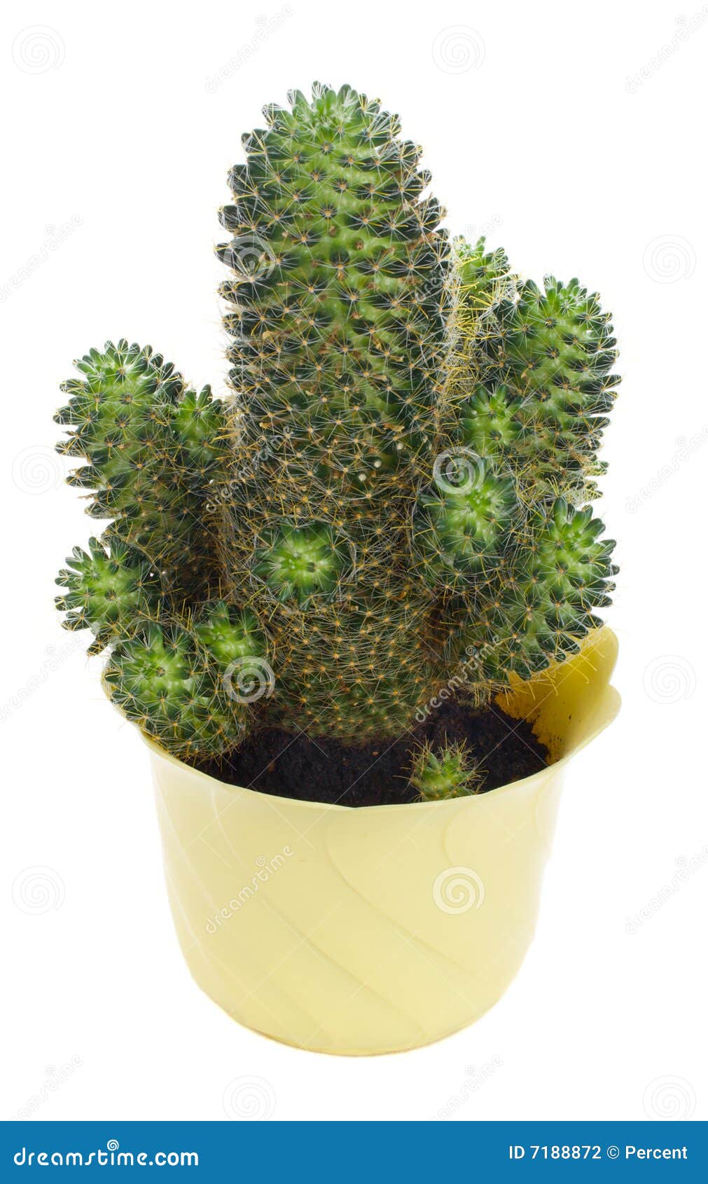 Green cactus, front view stock photo. Image of macro, spiked - 7188872