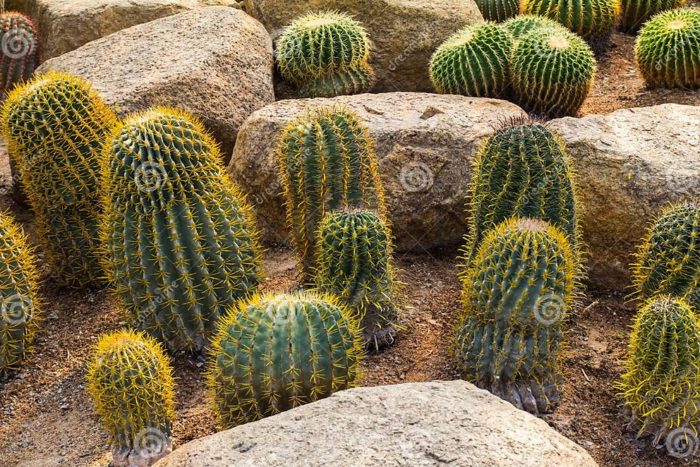 Green Cactus stock image. Image of tropical, natural - 50697493