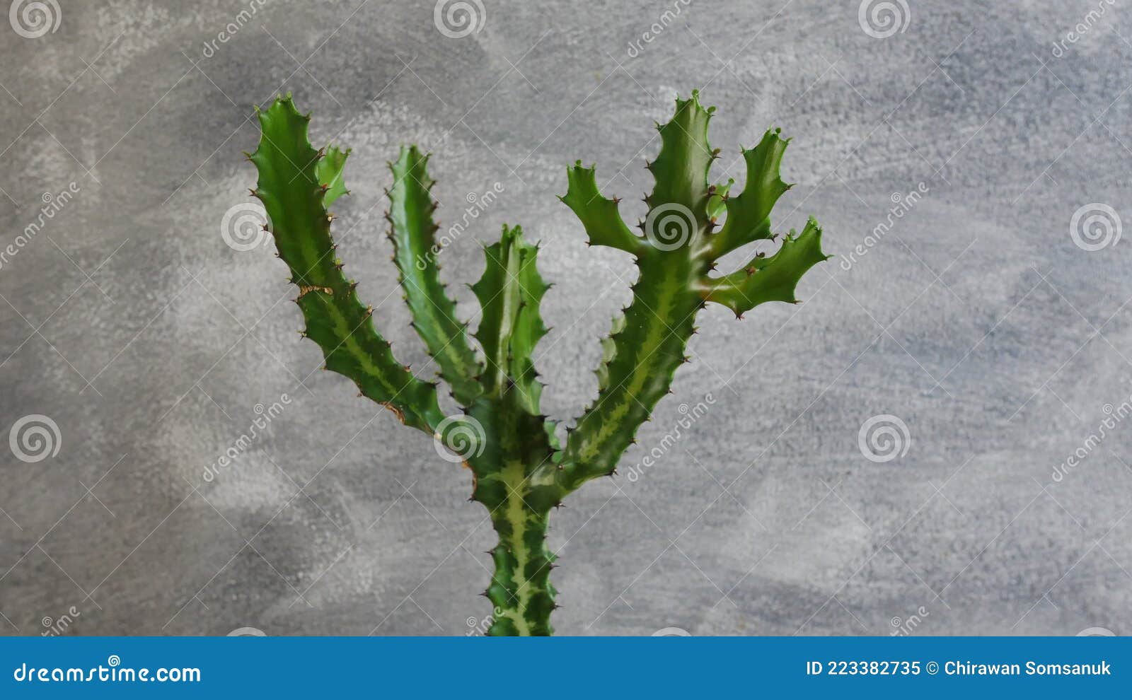 Green Cactus on Gray Background Stock Image - Image of macro, floral ...