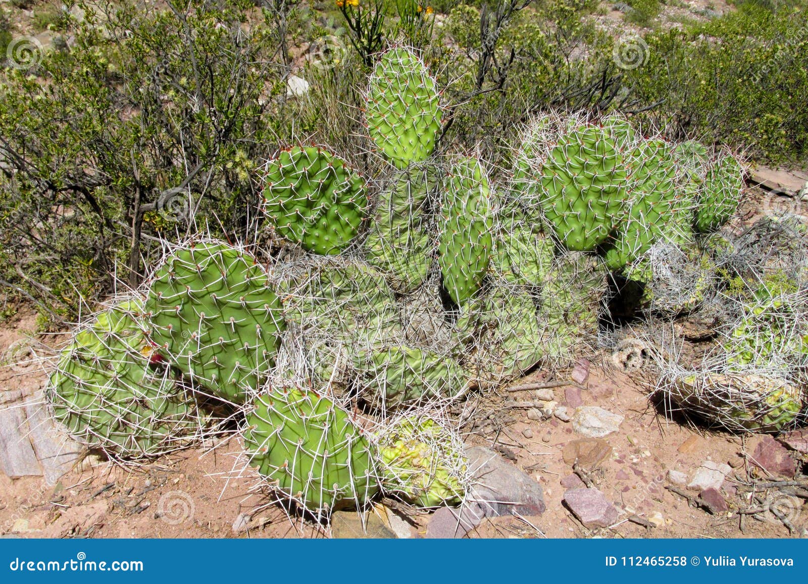Green Cactus Grows in the Wild Nature Stock Photo - Image of macro ...