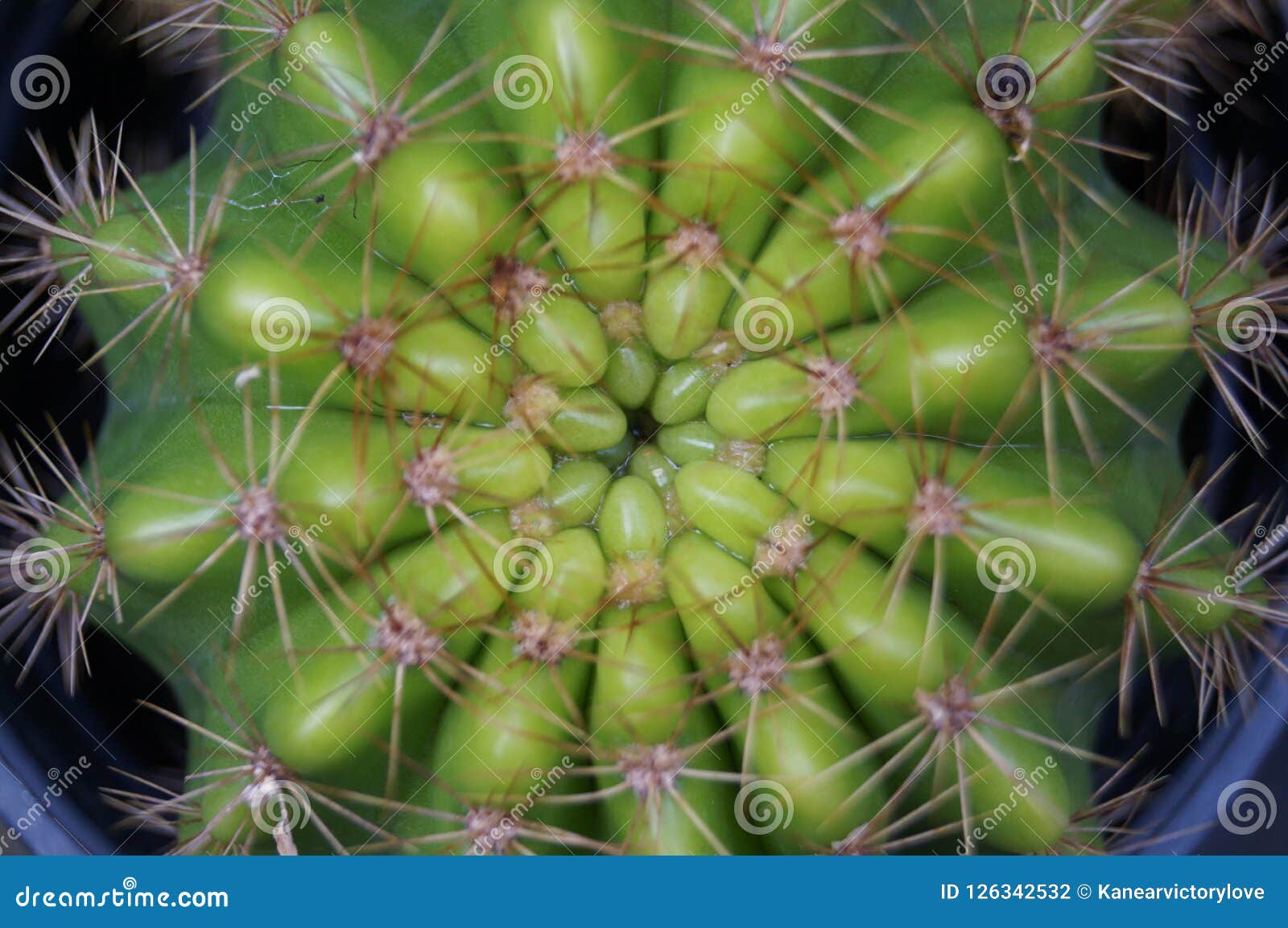 Beautiful Patten of Cactus Like Spiderweb. Stock Photo - Image of ...