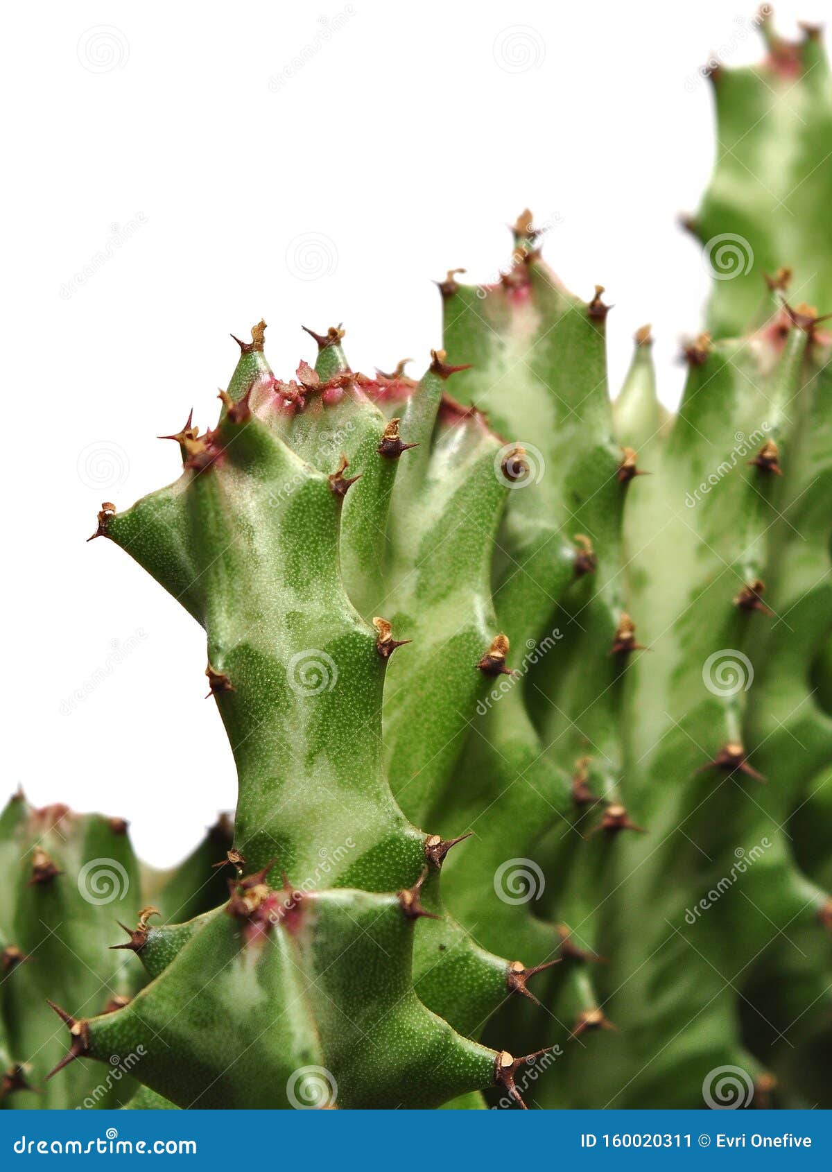 Cactus Isolated on White Background. Floral Background Stock Image ...