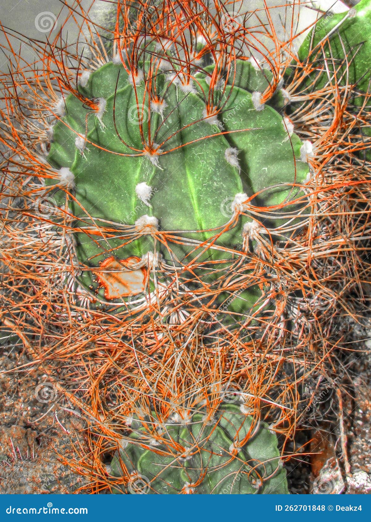 Green Cactus with Large Thin Orange Spines Stock Photo - Image of ...