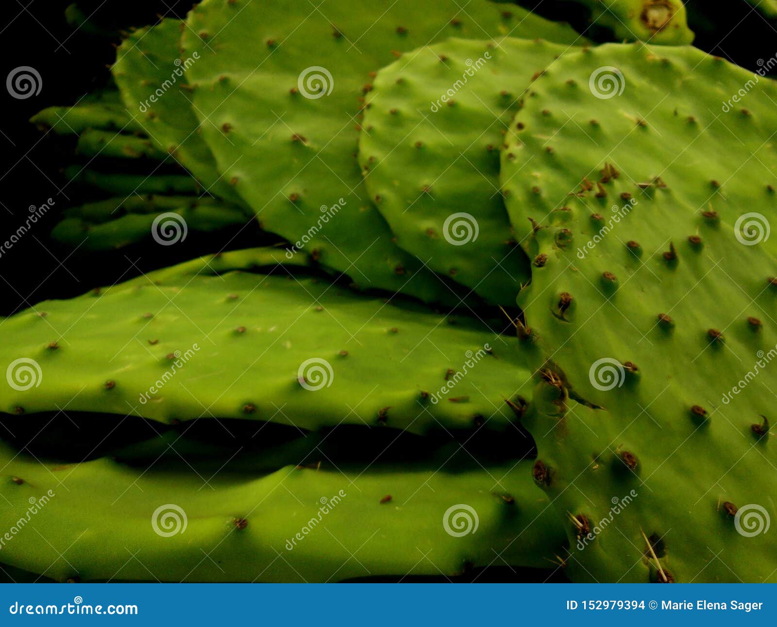 Green Cactus Leaves stock photo. Image of leaves, textures - 152979394