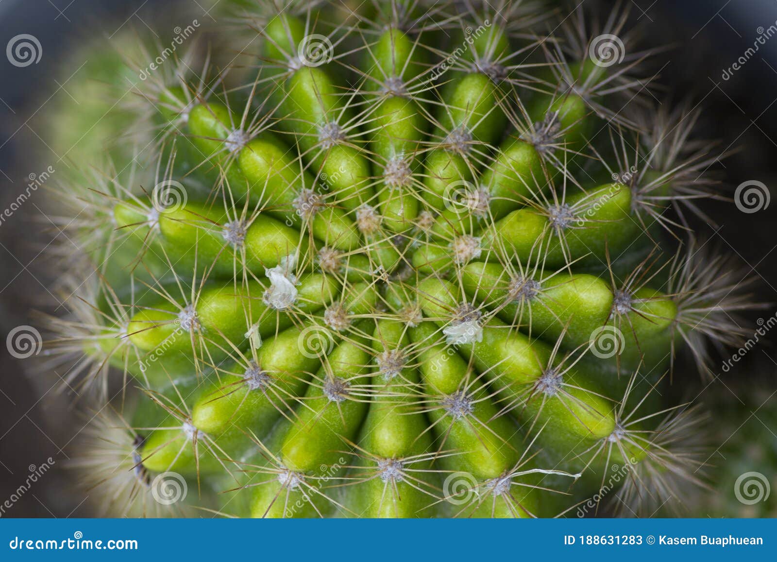 Green Cactus with Long Needle, and Blurred Edges.close-up Old Cactus ...