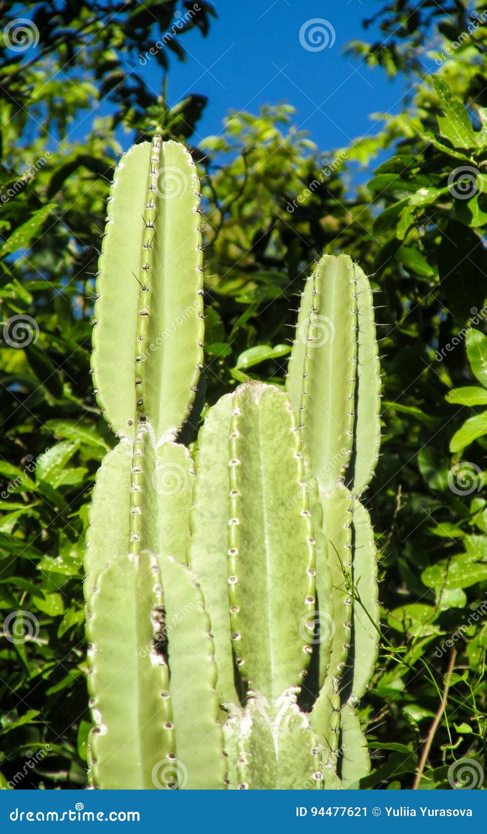 Green Cactus with Long Needles Stock Image - Image of fruit, grow: 94477621