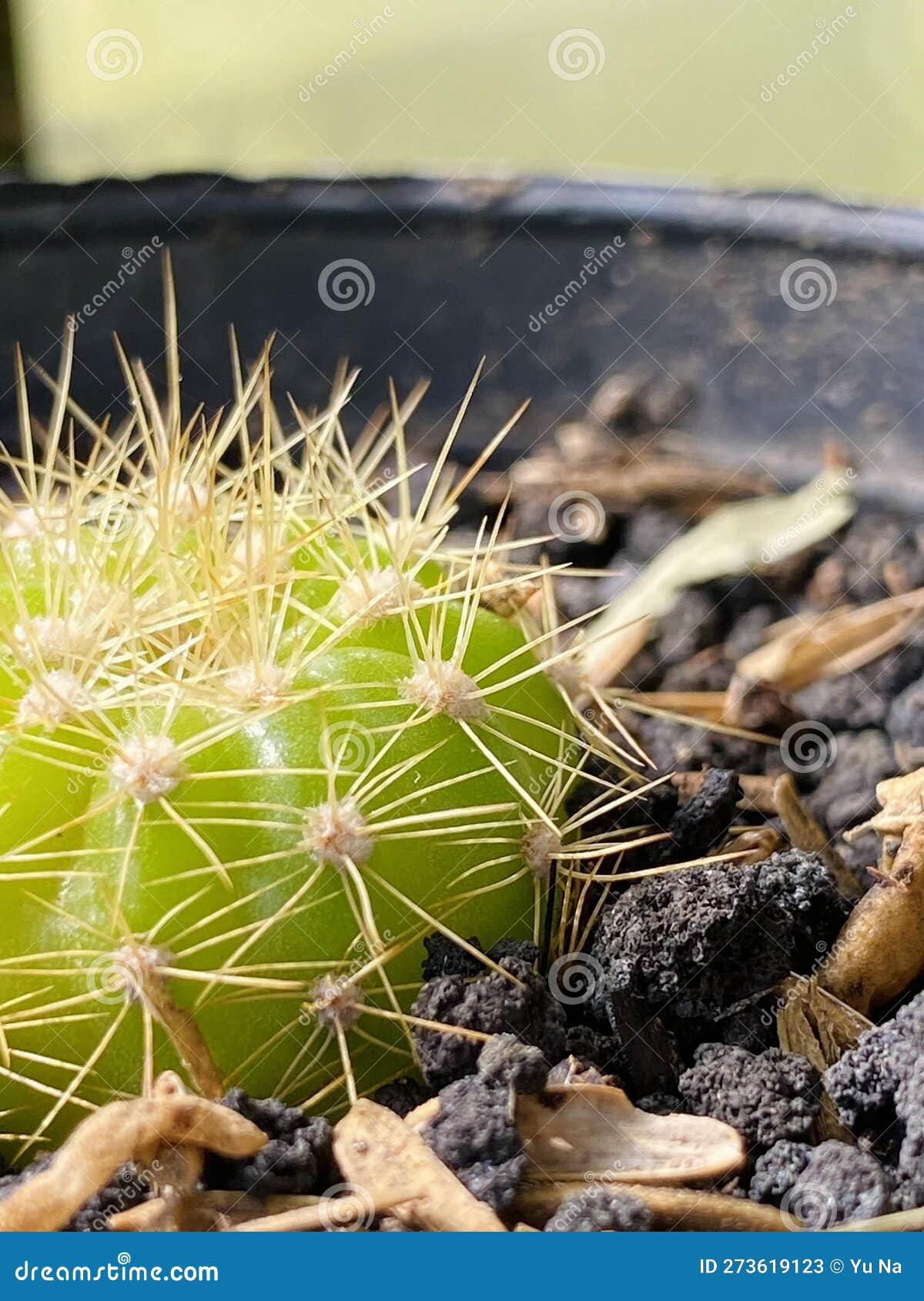 A Green Cactus with Long Spines Stock Image - Image of long, cactus ...