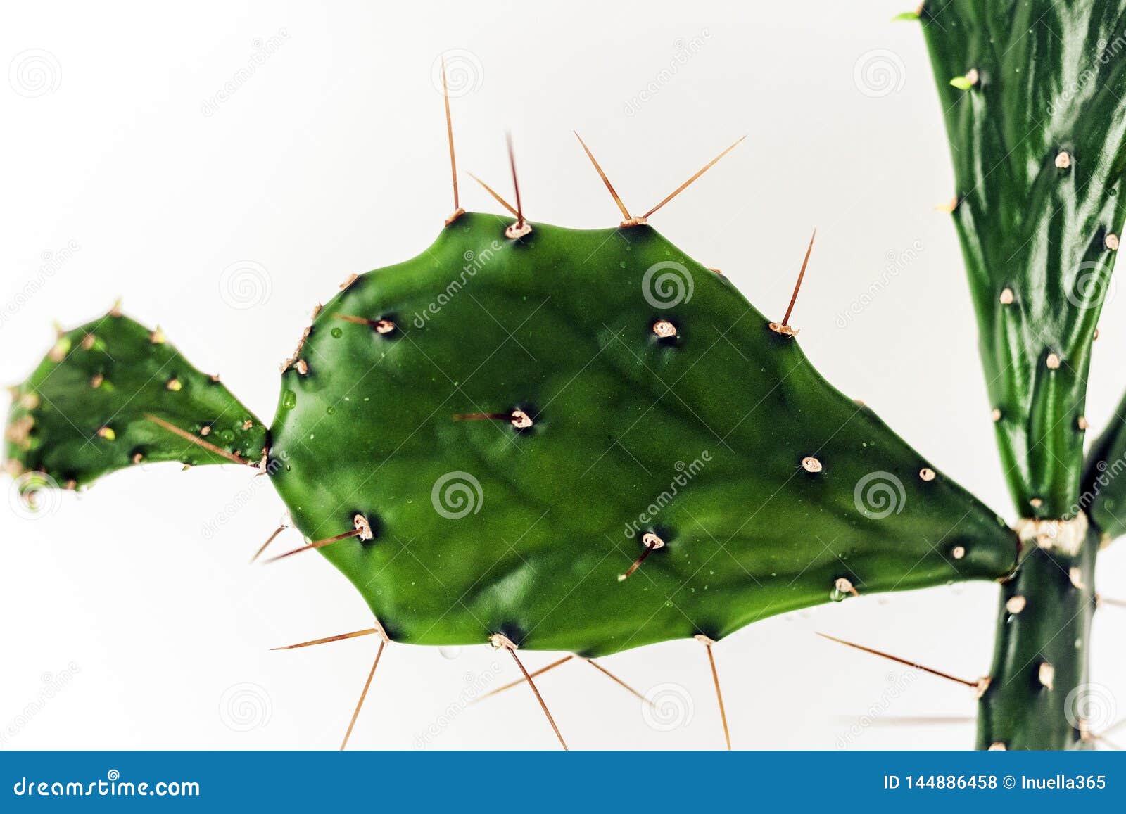 Green Cactus with Long Spines on White Wall Background Stock Photo ...