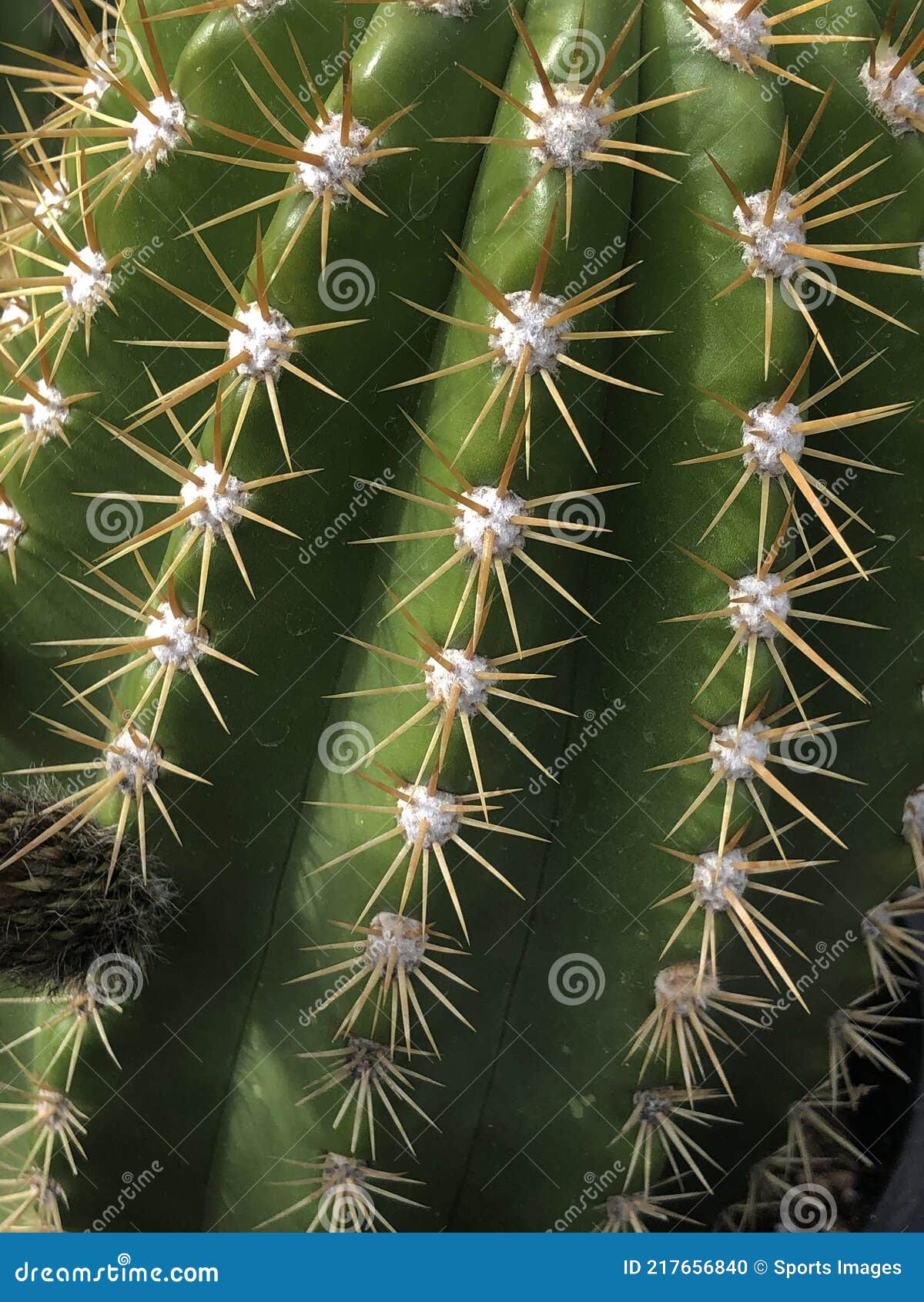 Green Cactus with Many Thorns. Stock Photo - Image of foliage, cacti ...