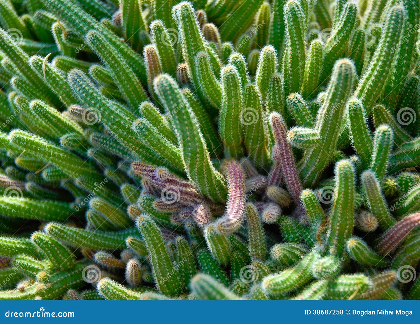 Green Cactus Multiple Fingers Stock Photo - Image of green, closeup ...