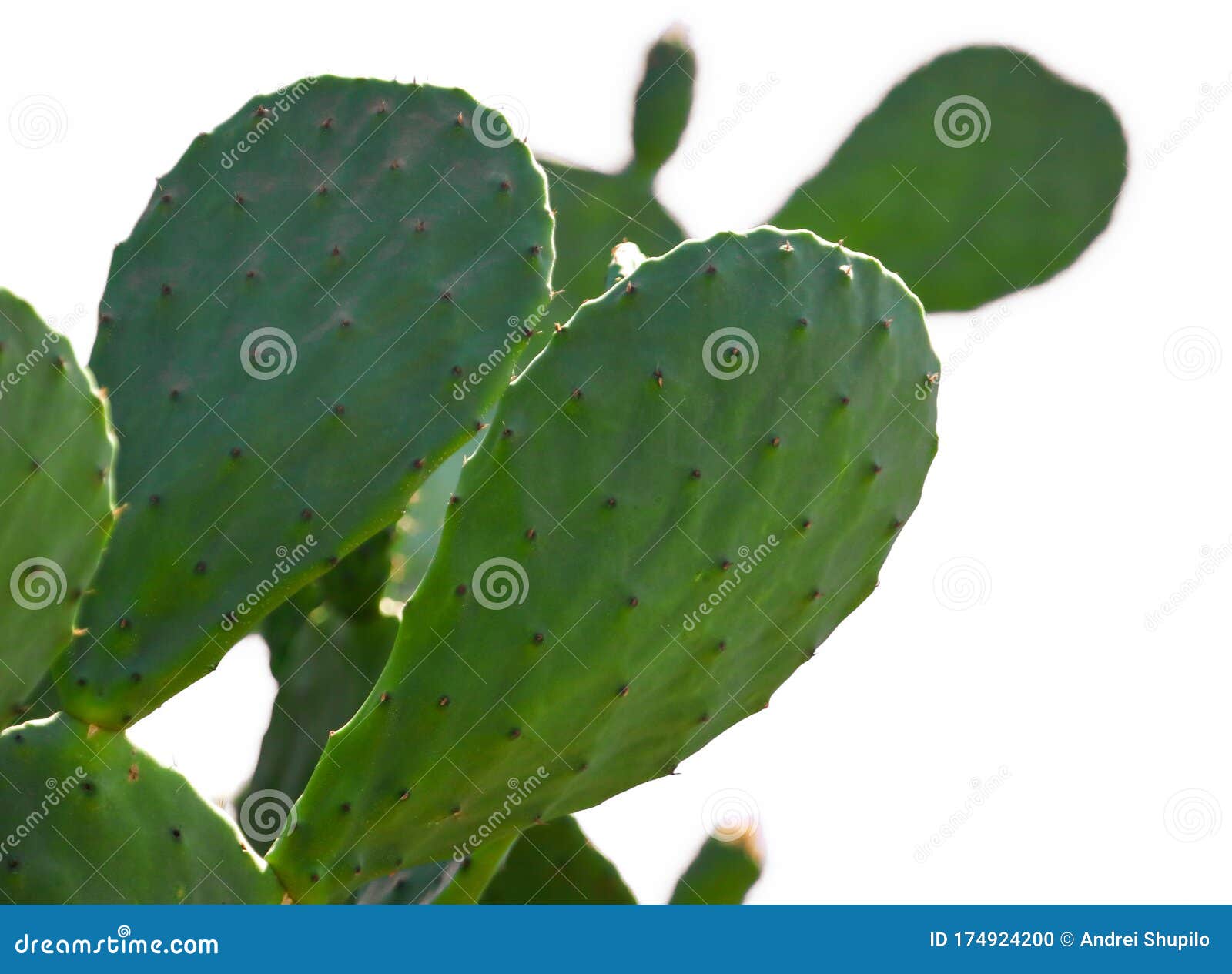 Green cactus in the nature stock photo. Image of botany - 174924200