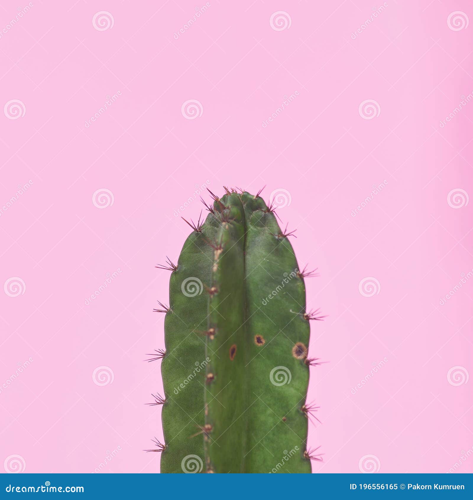 Green Cactus on Pastel Pink Background Stock Image - Image of grow ...