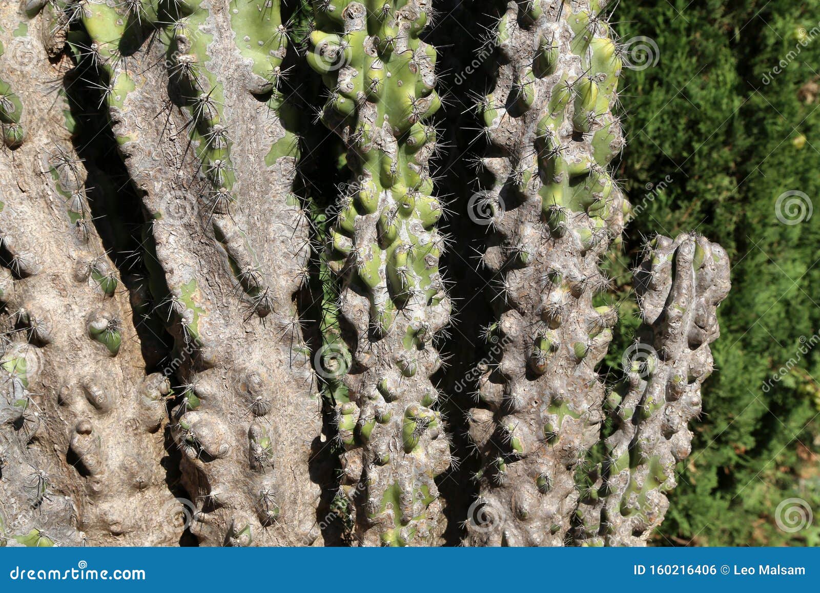 Green Cactus Plant on Full Flame Background Stock Photo - Image of katy ...