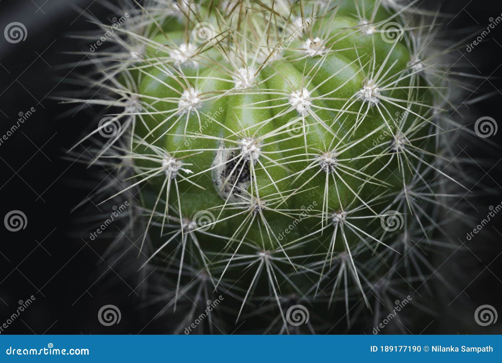 Green Cactus Plant and Its Sharp Needles Close Up Micro Photograph ...