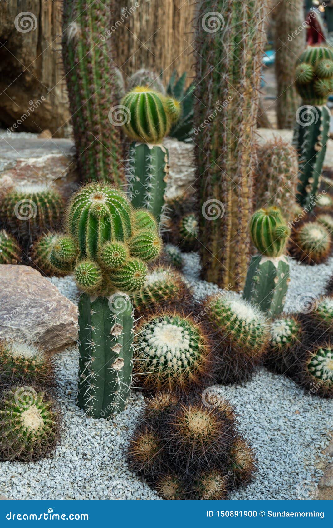 Green Cactus Plant, Natural Texture Background Concept Stock Photo ...