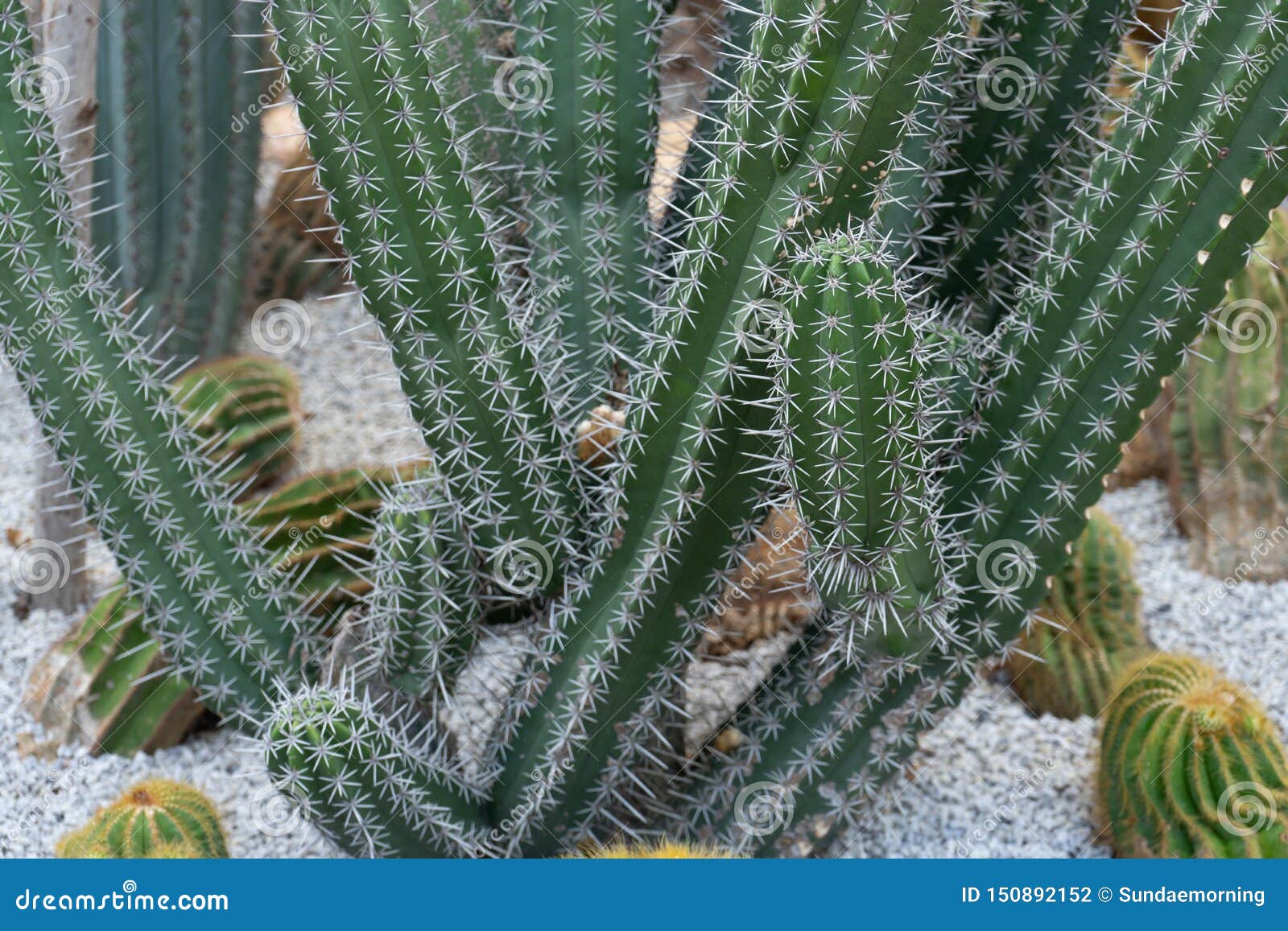 Green Cactus Plant, Natural Texture Background Concept Stock Photo ...