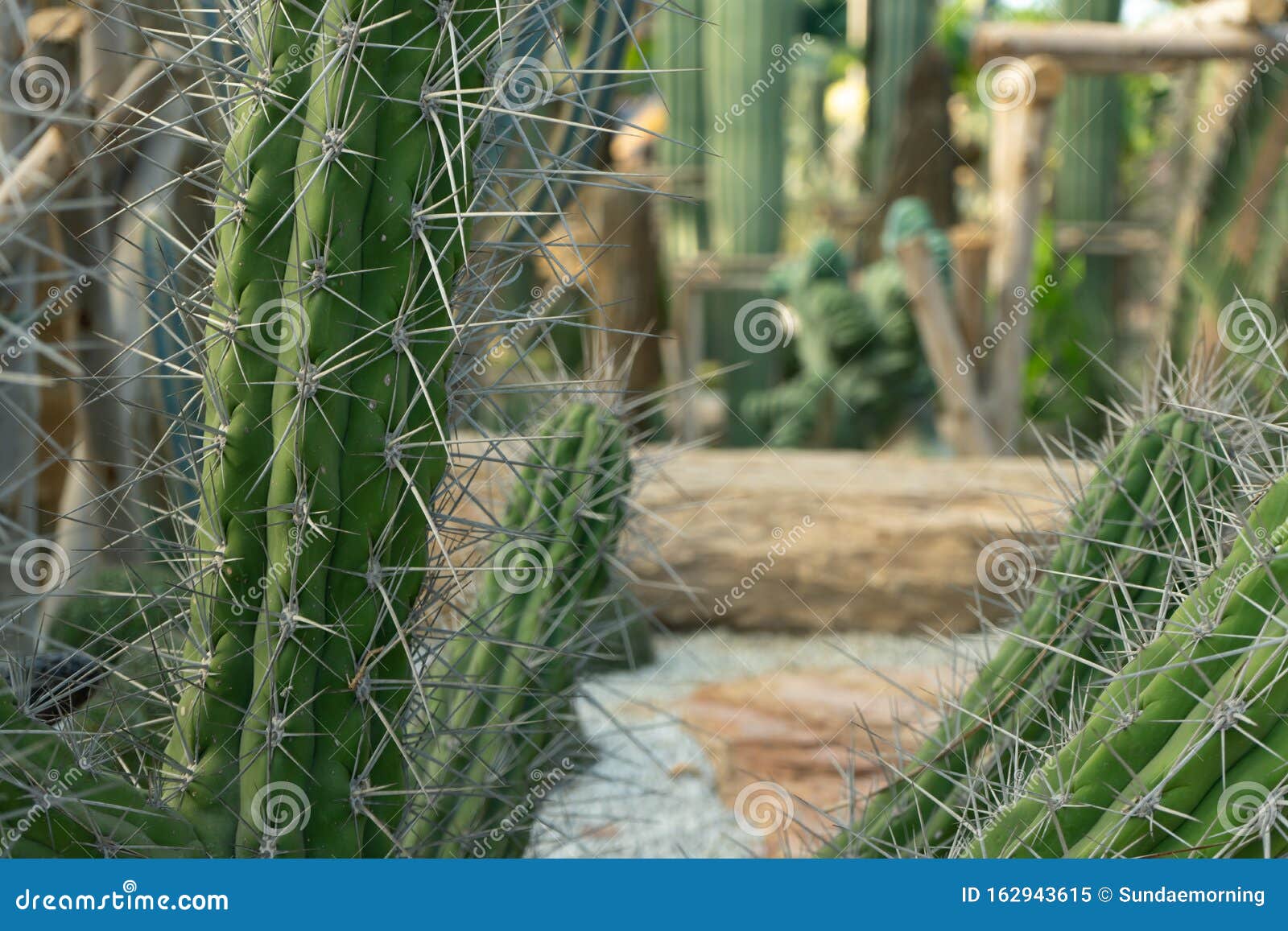Green Cactus Plant, Natural Texture Background Concept Stock Image ...