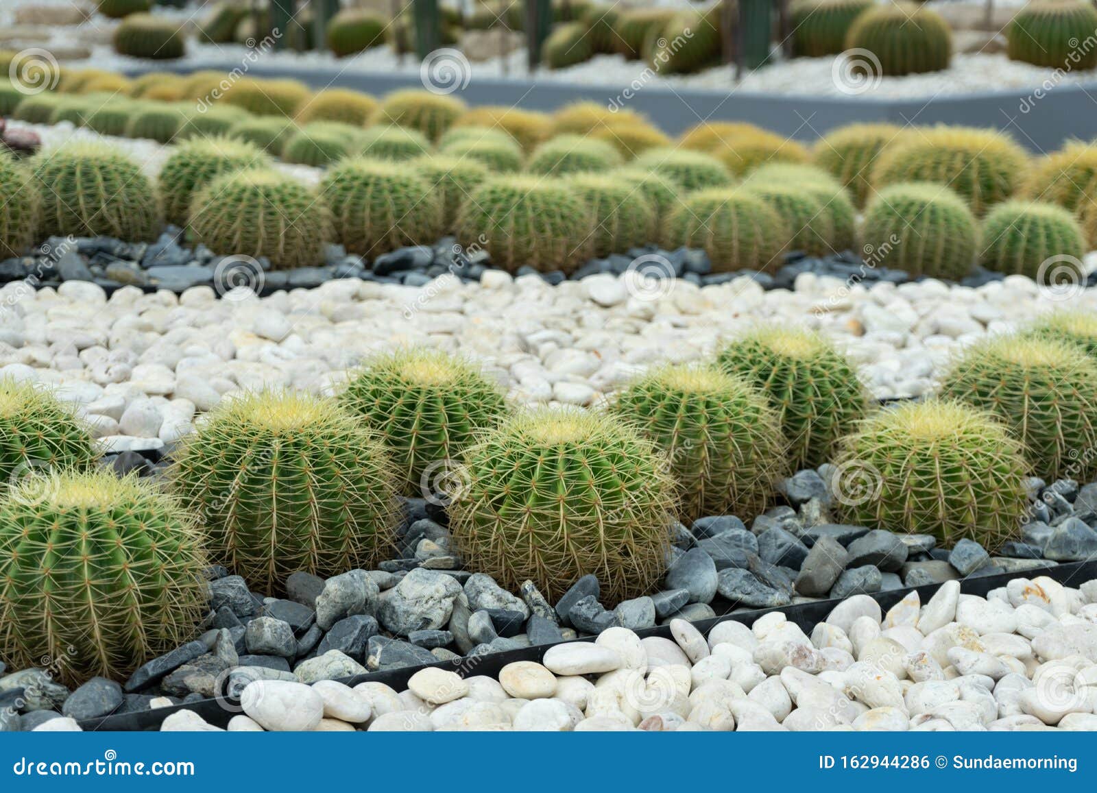 Green Cactus Plant, Natural Texture Background Concept Stock Photo ...