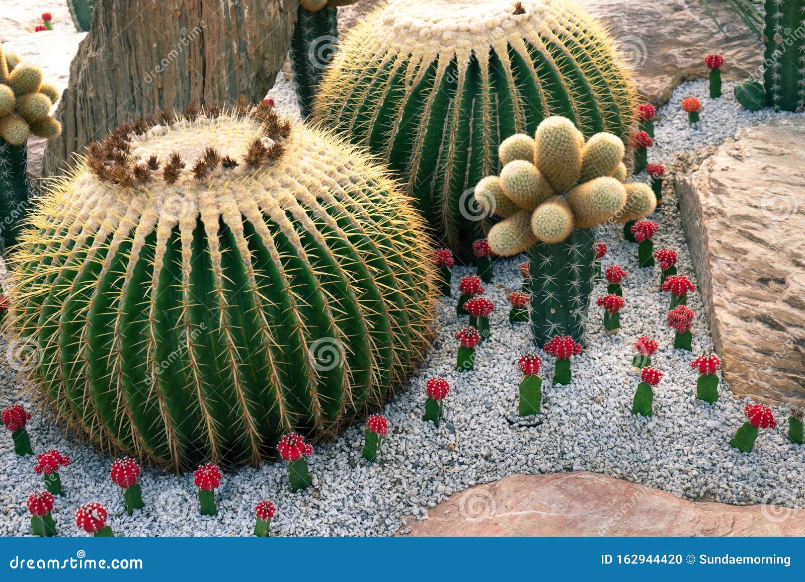 Green Cactus Plant, Natural Texture Background Concept Stock Photo ...