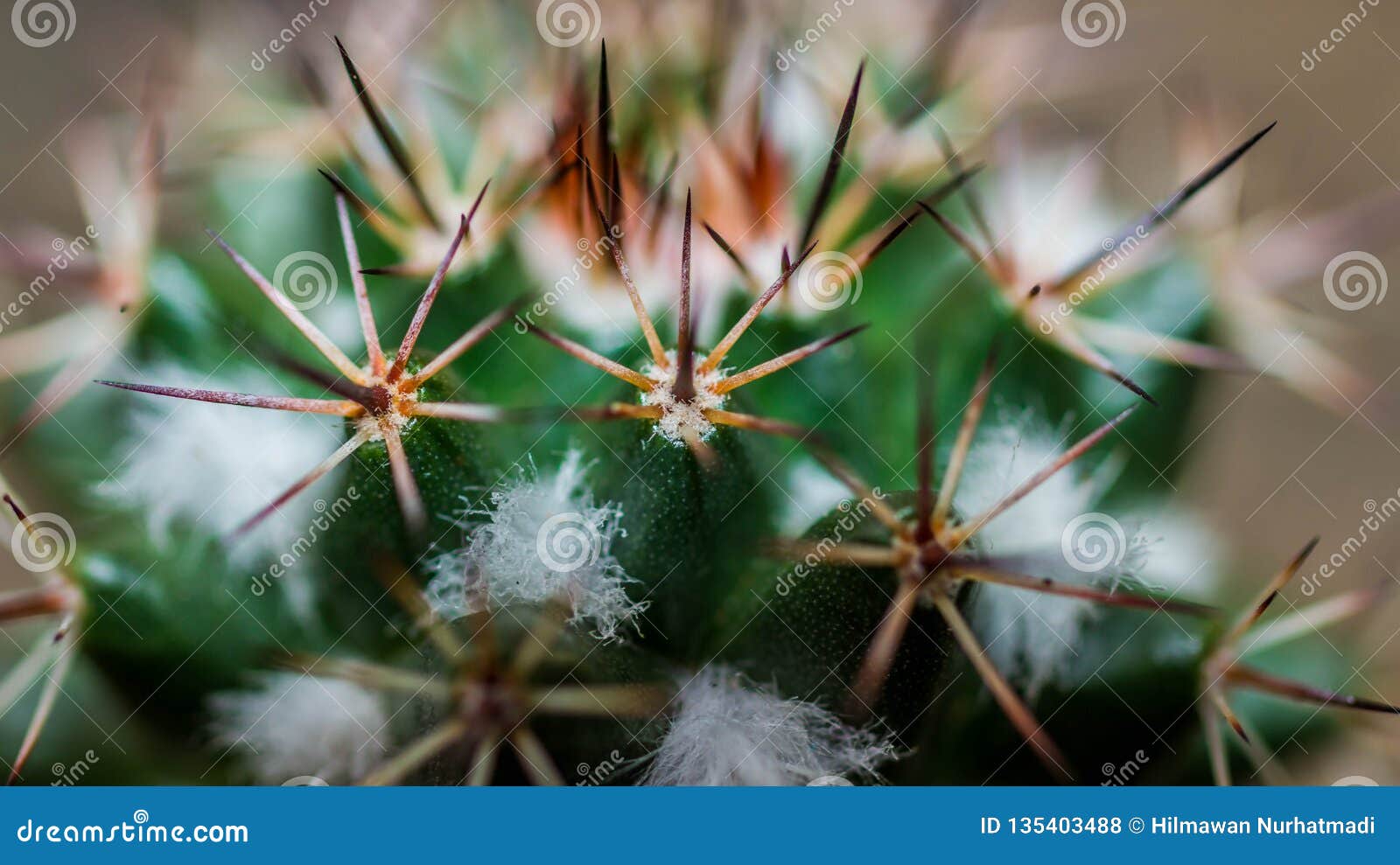 Sharp Spikes Stock Photos - Download 5,333 Images