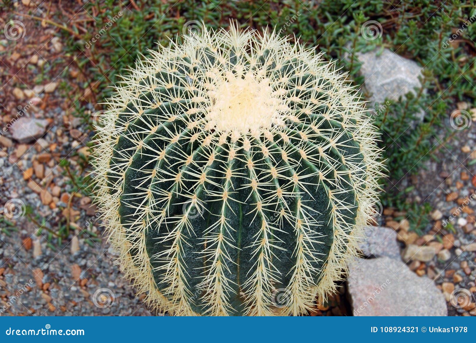 Green cactus plant stock image. Image of natural, environment - 108924321