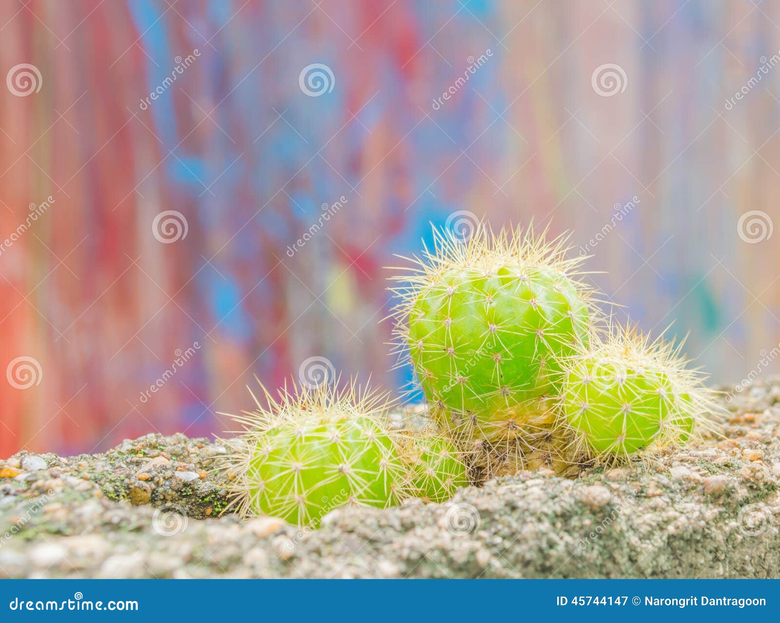 Green Cactus Planting on Wall Hole Stock Image - Image of barrel ...