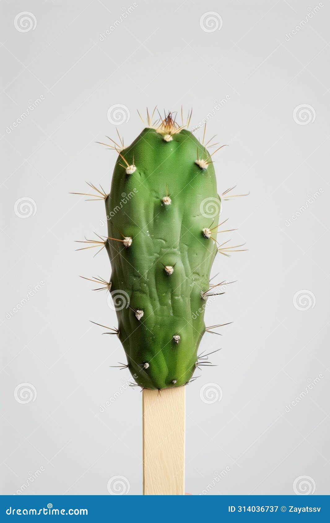 A Green Cactus on Popsicle Stick, White Background. Creative Cactus Ice ...