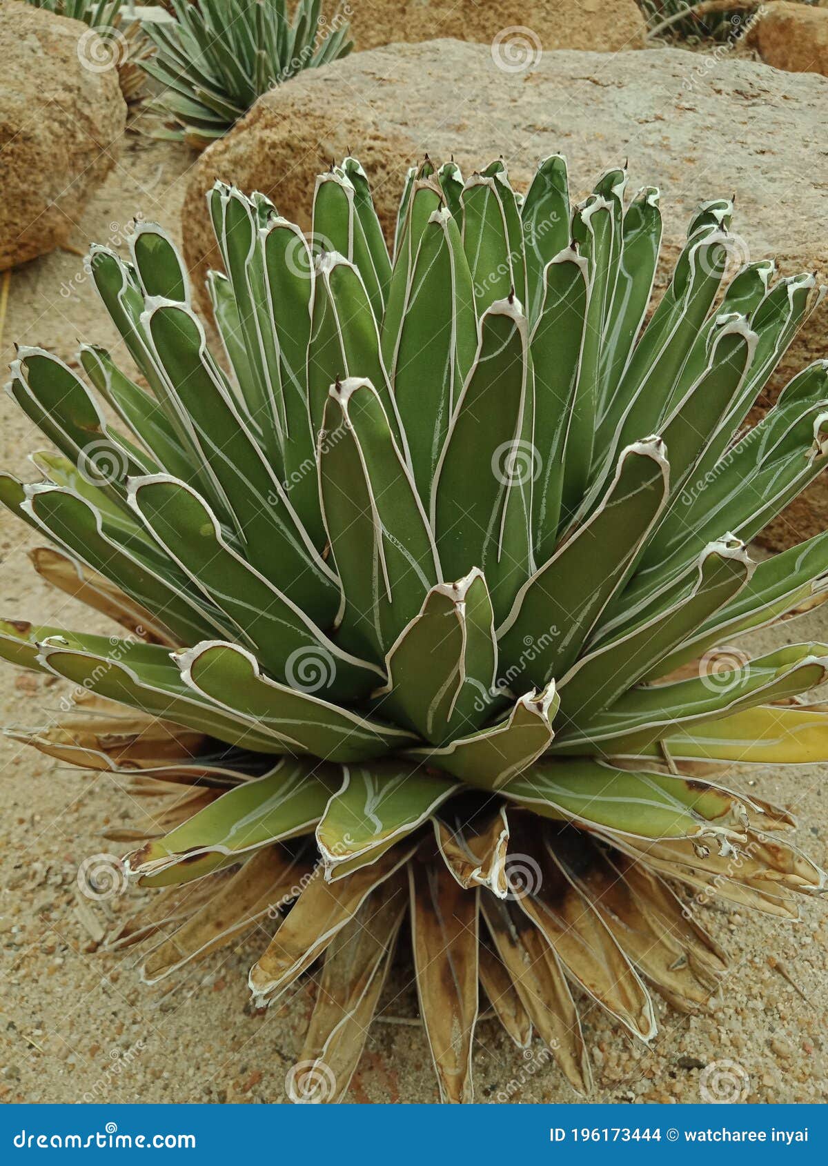 Green cactus on the sand stock photo. Image of green - 196173444
