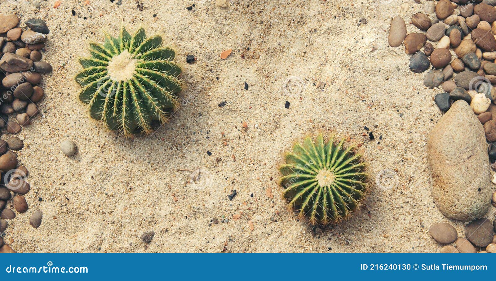 Green Cactus on the Sand in Cactus Garden Stock Photo - Image of flower ...