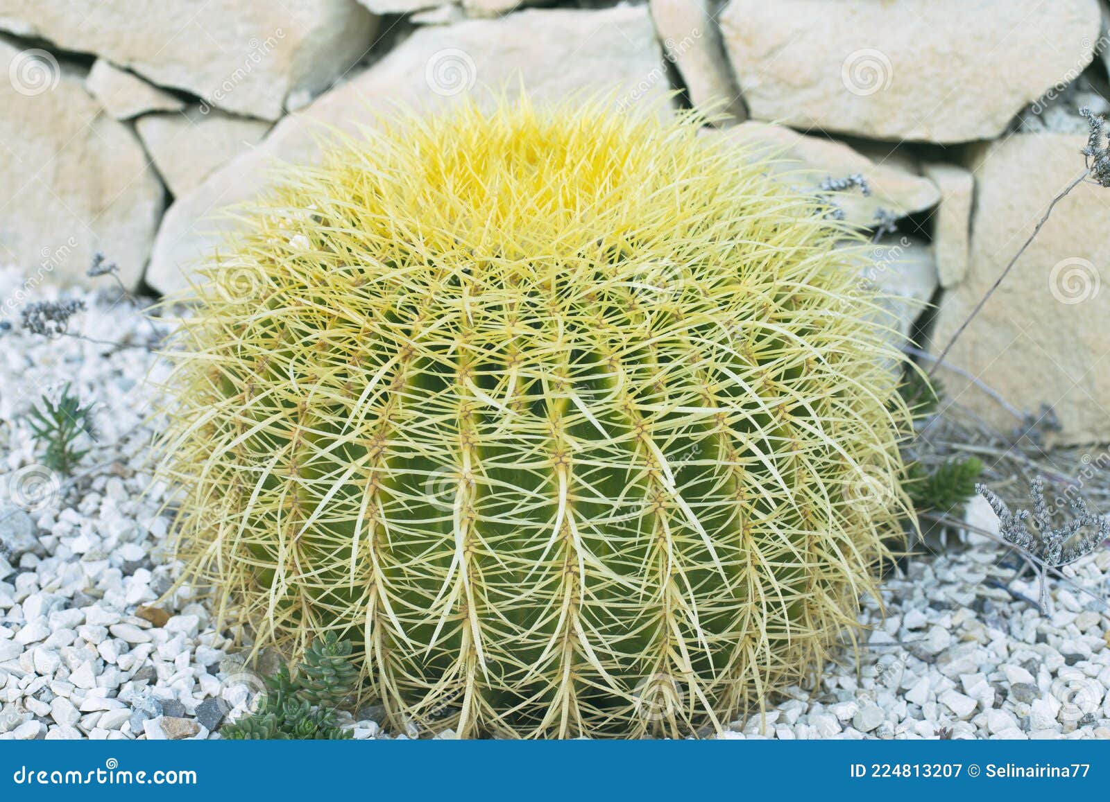 Green Cactus in the Shape of a Ball with Long Yellow Spines Close-up ...