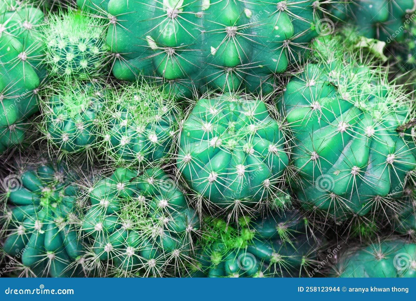 Green Cactus with Sharp Thorn, Cactus Background Stock Photo - Image of ...