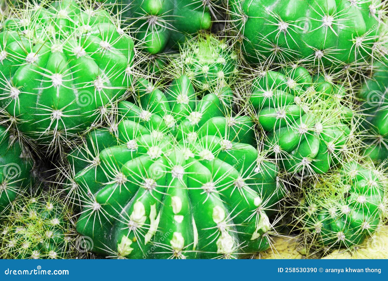 Green Cactus with Sharp Thorn, Cactus Background Stock Photo - Image of ...
