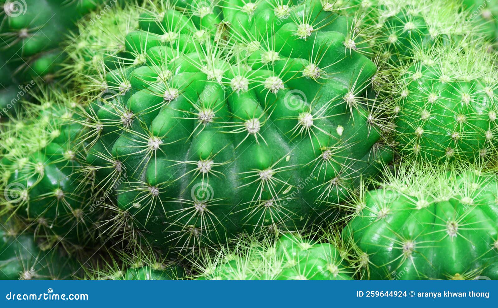 Green Cactus with Sharp Thorn, Cactus Background Stock Photo - Image of ...
