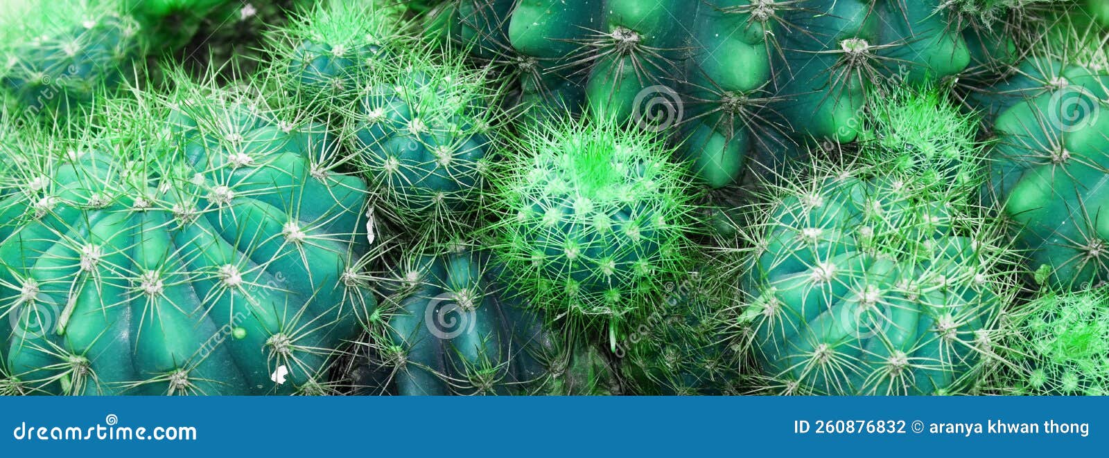 Green Cactus with Sharp Thorn, Cactus Background Stock Photo - Image of ...