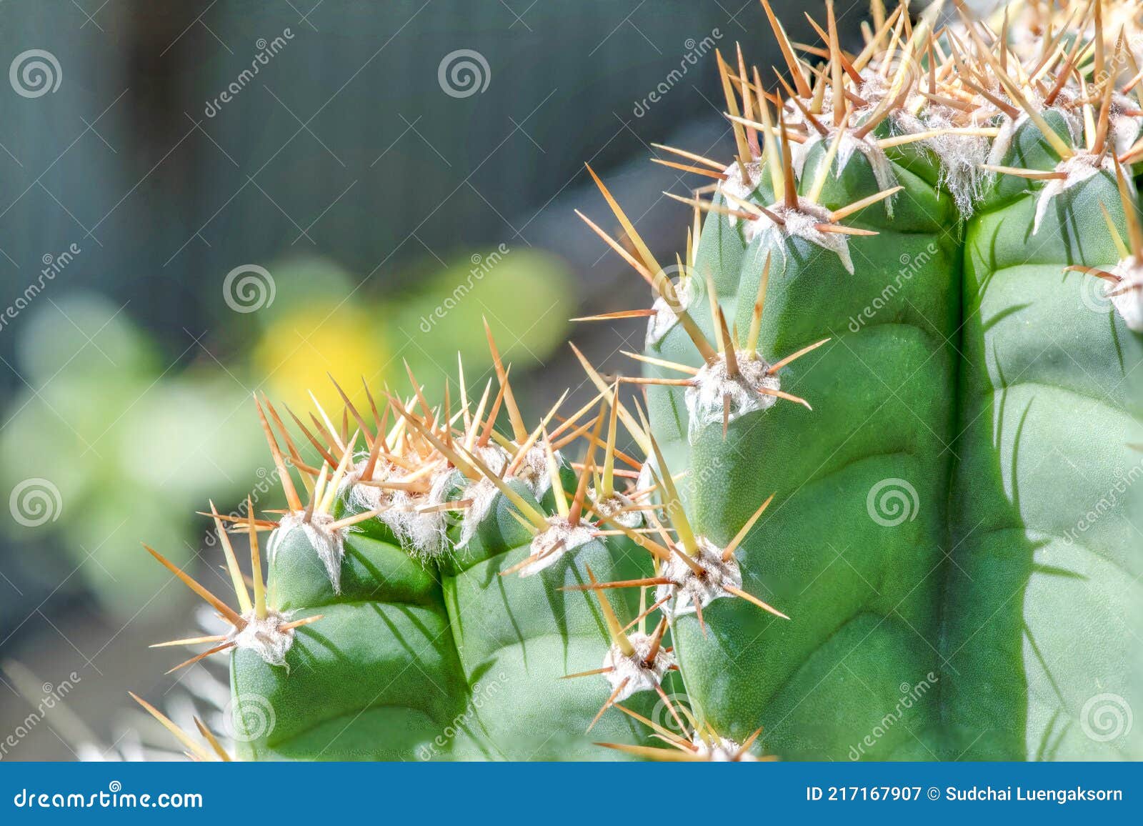 316 Cactus Shoots Photos - Free & Royalty-Free Stock Photos from Dreamstime