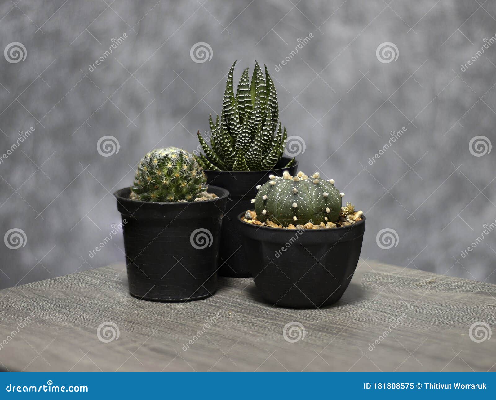 Cactus in a Small Black Pot on the Table Stock Image - Image of house ...