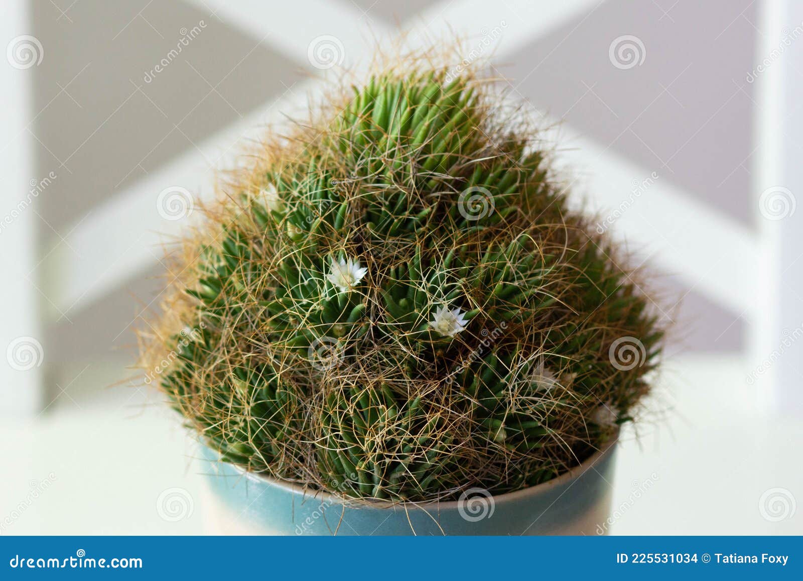 Green Cactus with Small White Flowers Inside Stock Photo - Image of ...