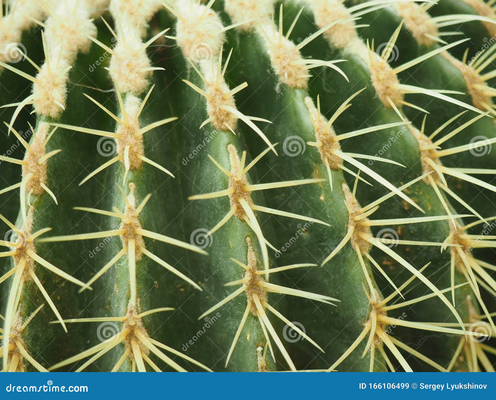 Green Cactus with Spikes Close-up. Stock Image - Image of beautiful ...
