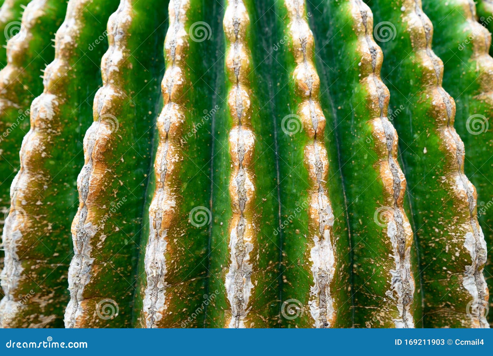 Green Cactus without Spikes Macro View Stock Image - Image of barrel ...