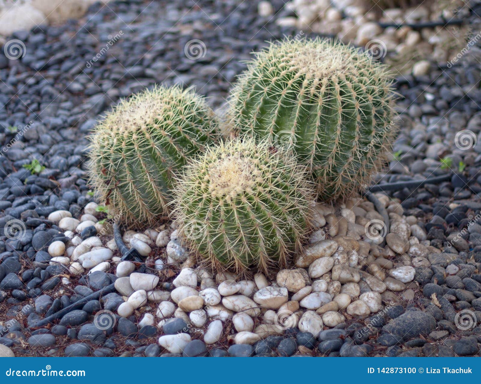 Green Cactus in the Stone Garden Stock Photo - Image of natural, pear ...