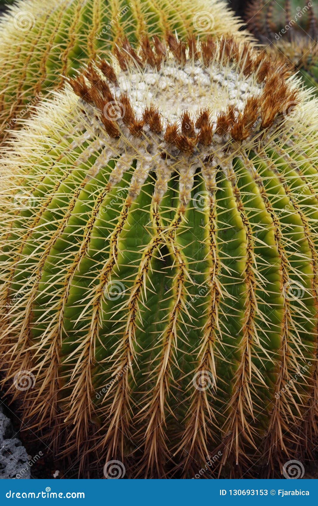Green cactus stock image. Image of foliage, background - 130693153