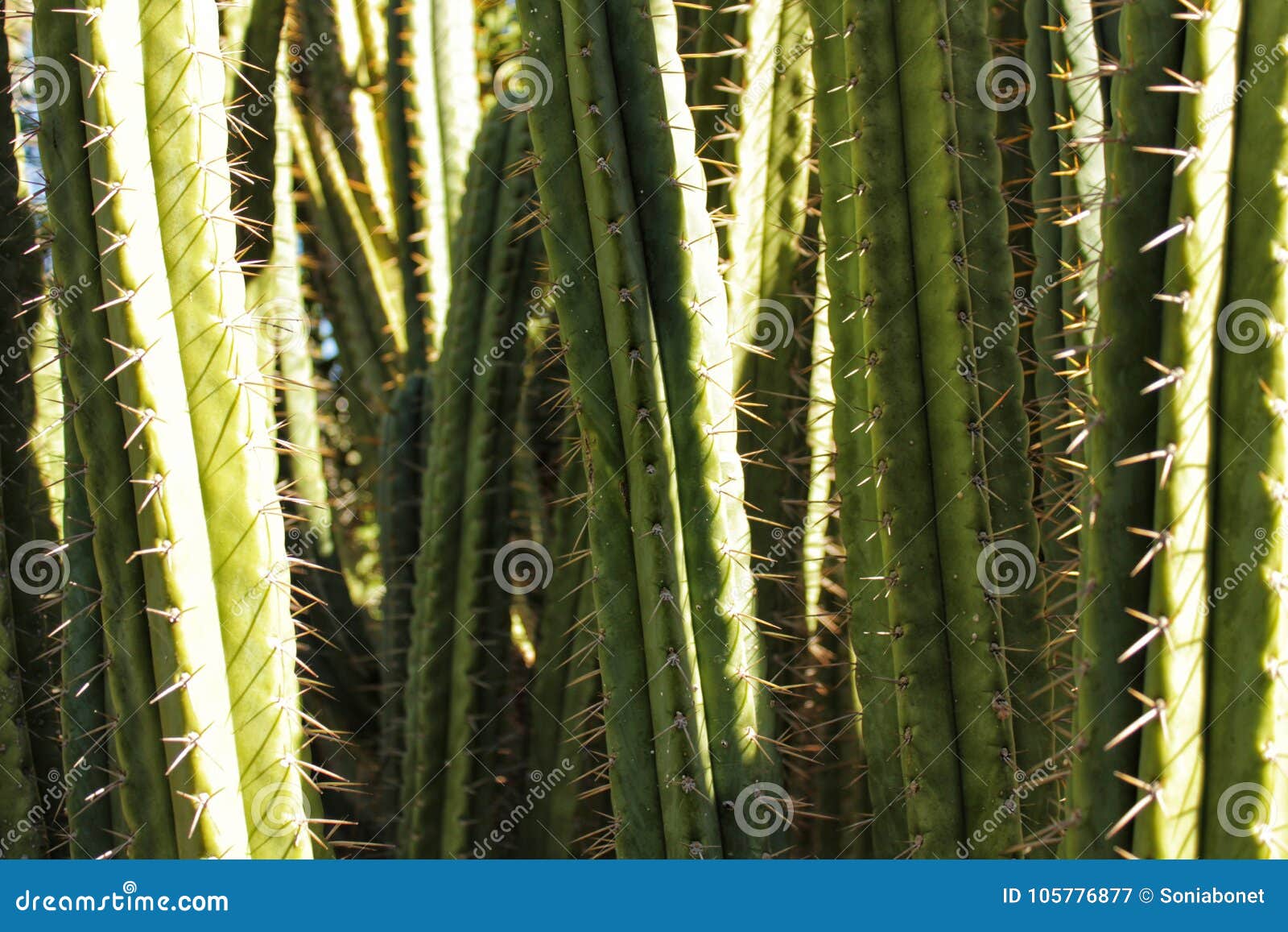 Green cactus texture stock image. Image of beautiful - 105776877